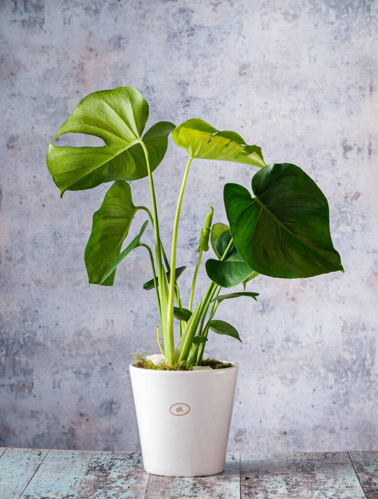 Monstera Deliciosa Plant In Pot - Oasis Florists Terenure